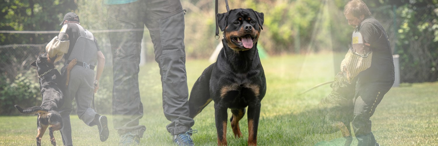 ADRK BG Allgäu-Bodensee - Ausstellungen